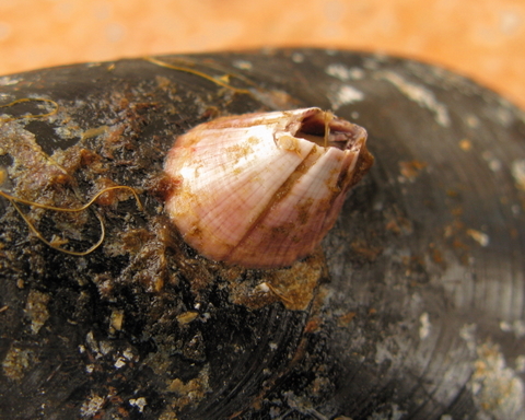 Balano - Dente di cane