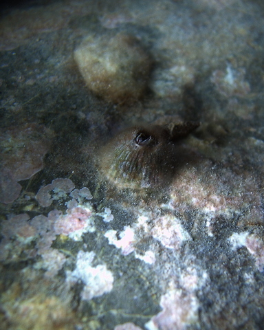 Balano - Dente di cane