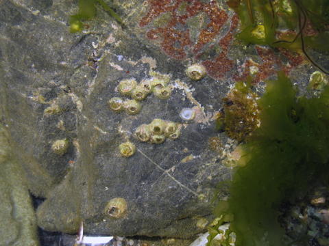 Balano - Dente di cane