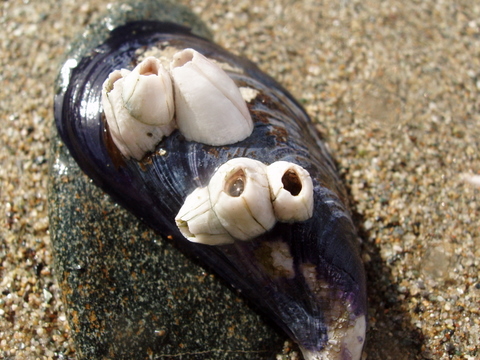 Balano - Dente di cane