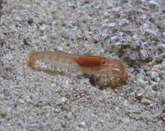 Gambero schioccatore