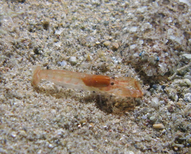 Gambero schioccatore