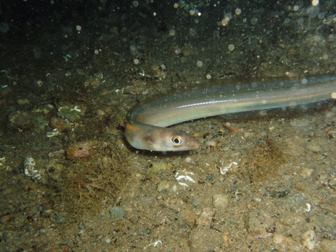 Grongo delle Baleari