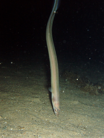 Grongo delle Baleari